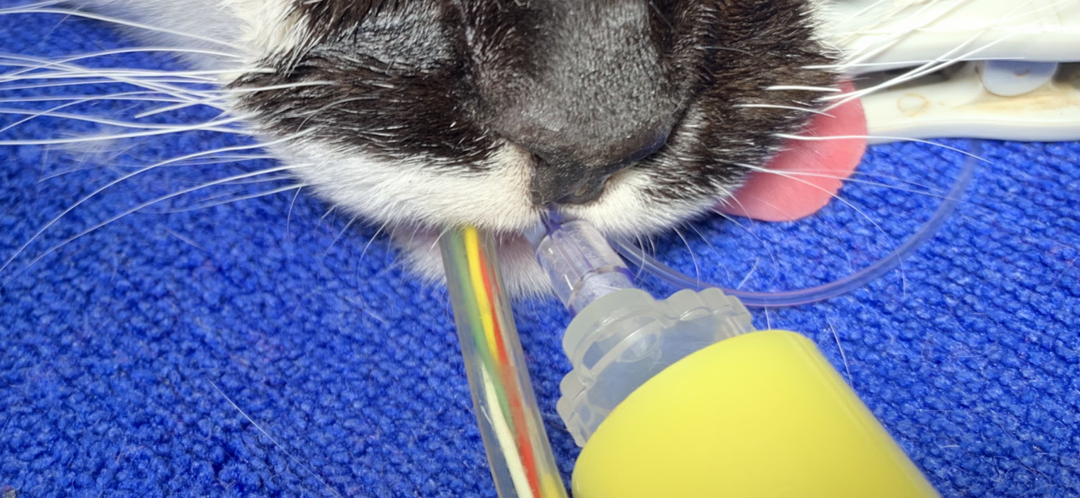 Intuberen | Dierenkliniek Culemborg