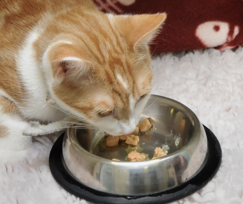 Het veranderen van de voeding van uw kat - Cat Friendly Clinic ...